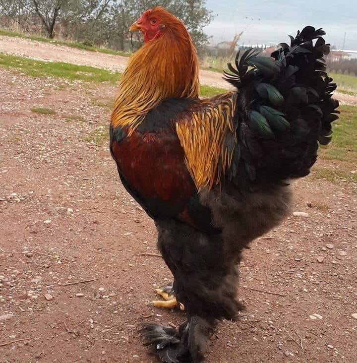Are you like the brahma chicken | by Yosef Alhusen | Medium