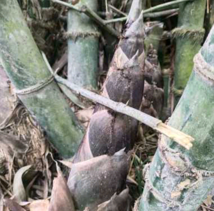 Pusat Budidaya Herbal Rebung Bambu hitam Tambak Bayumas ...