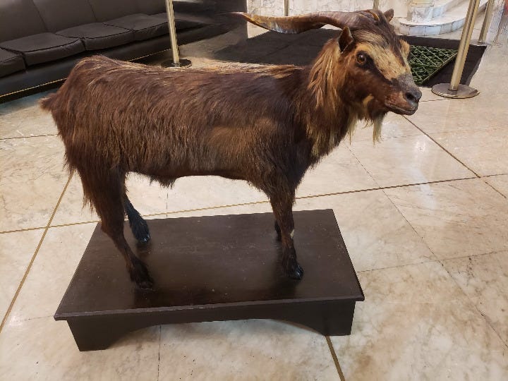 100 Years of Goat Yoyo and The Fight Against Misinformation in Brazil ...