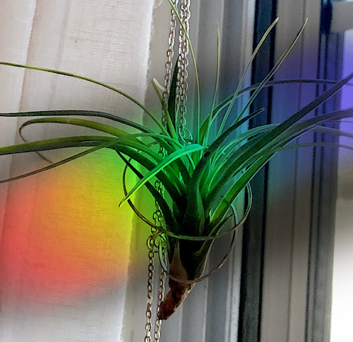 Your Air Plants On Display. A Crystal Crafting Project | by Katie Shupe ...