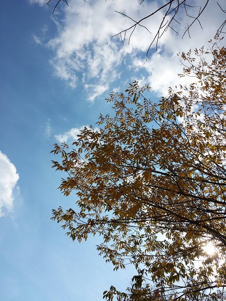 September Walk. a poem | by Mandy Webster | Youth Poetry | Medium
