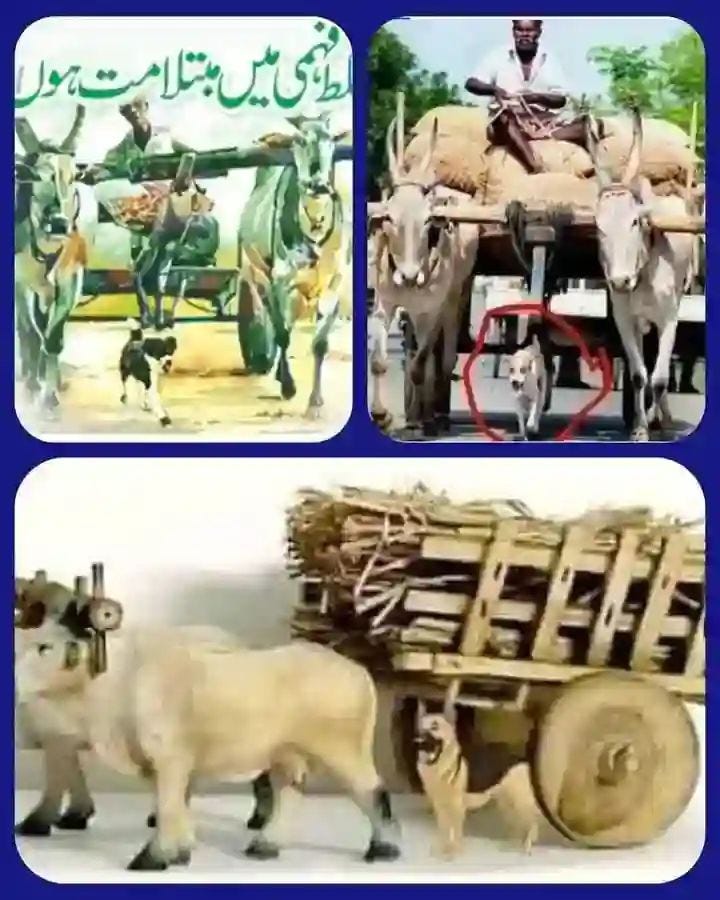 In the olden days, ox carts were commonly used for transporting goods and as public transport ...