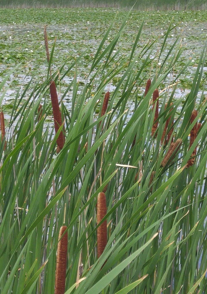 I am a Reed. “Be pliable like a reed, not rigid like… | by Moryt Milo ...
