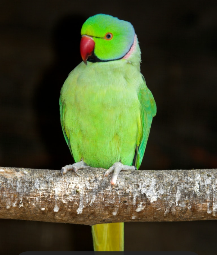 The Indian Ringneck Parakeet (Psittacula krameri) is a popular species ...