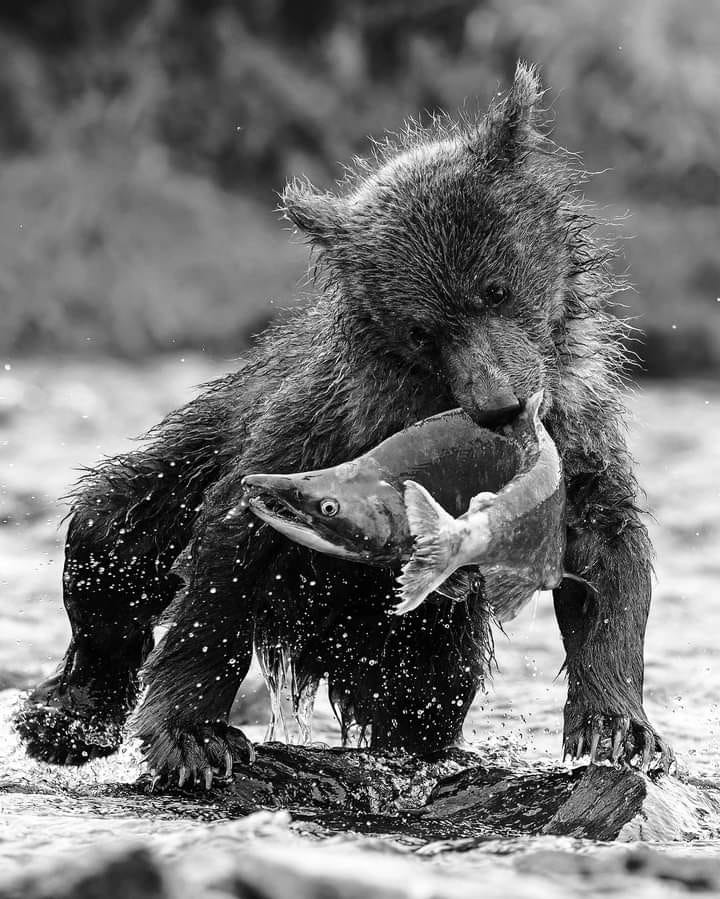 The Katmai National Park in Alaska, known for its thriving | by Ikram ...