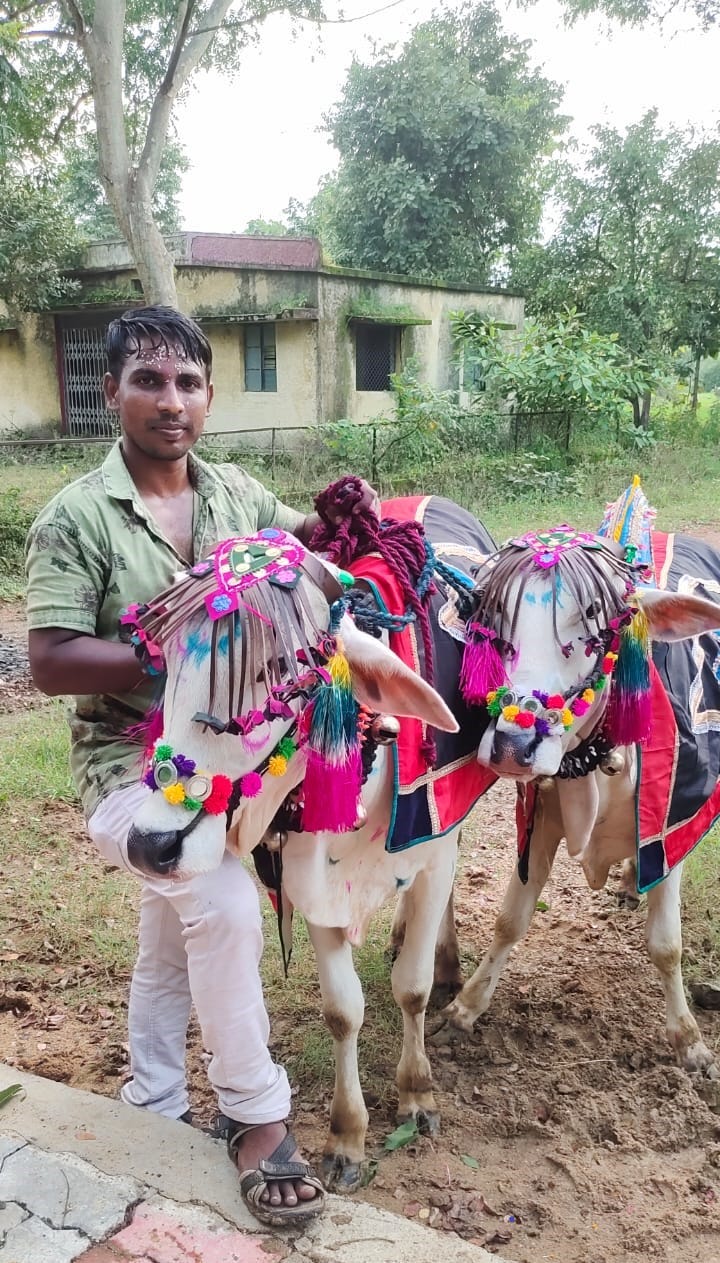 Pola: An identity festival of rural Maharashtra that celebrates cattle ...