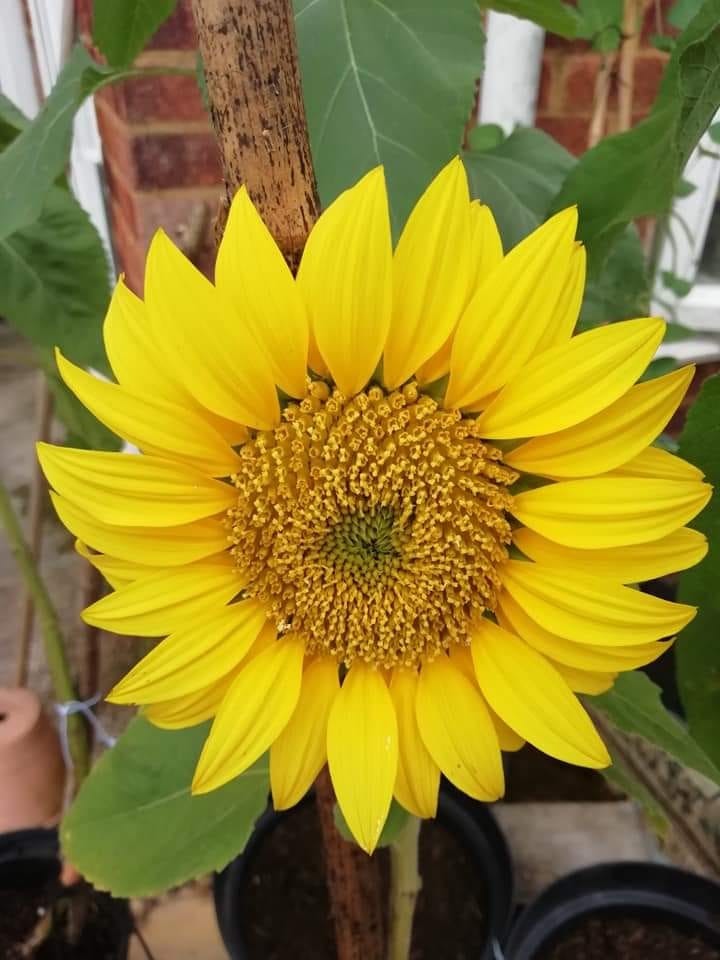 Sunny the Sunflower — a tale of tall storytelling about the feelings of ...