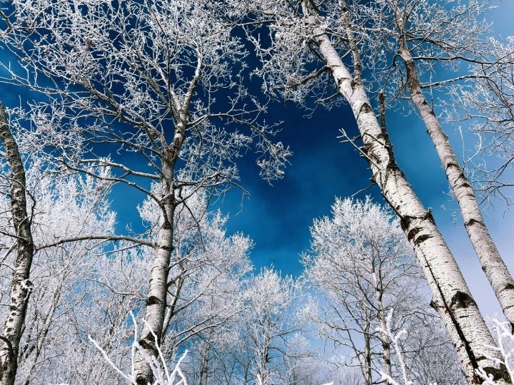 The Crystal Birch: A Jewel of Nature | by Soban Imran | Oct, 2024 | Medium