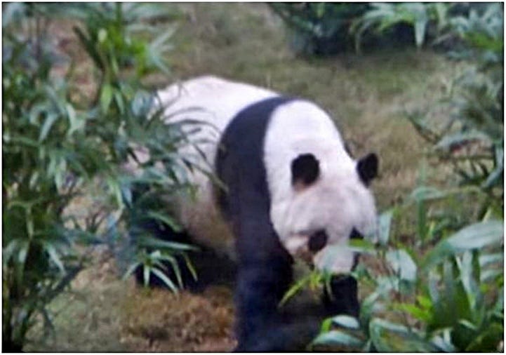 Guinness World Record achieving Panda died in Hong Kong (Video) | by ...