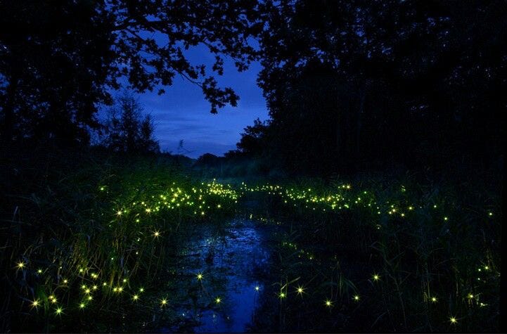 When Fireflies Lose Their Glow - P 🦋 - Medium