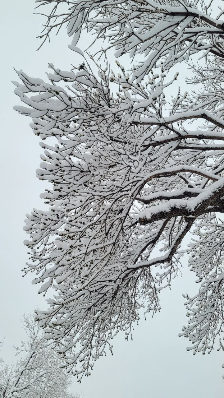 Winter & Spring fought a war & Winter won | Short. Sweet. Valuable.