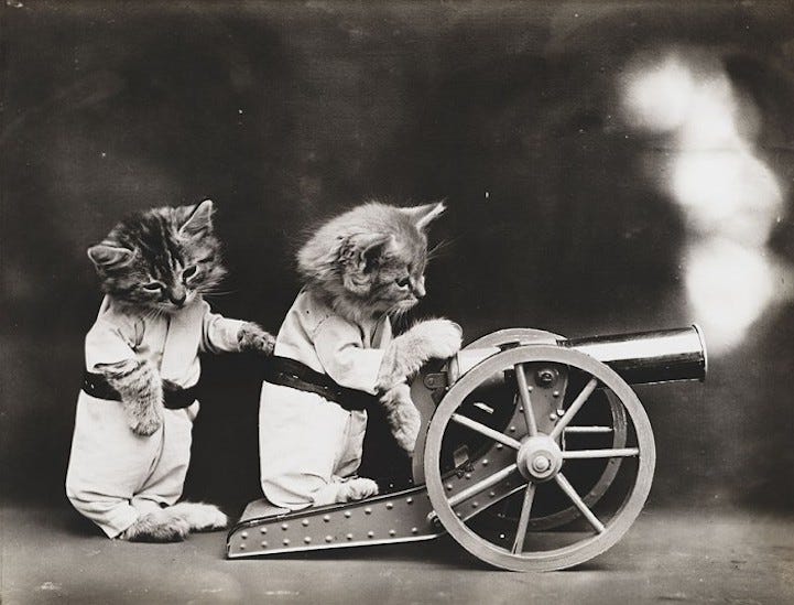 Crimean Tom, Rocket Cats and the Felines of War | by War Is Boring ...