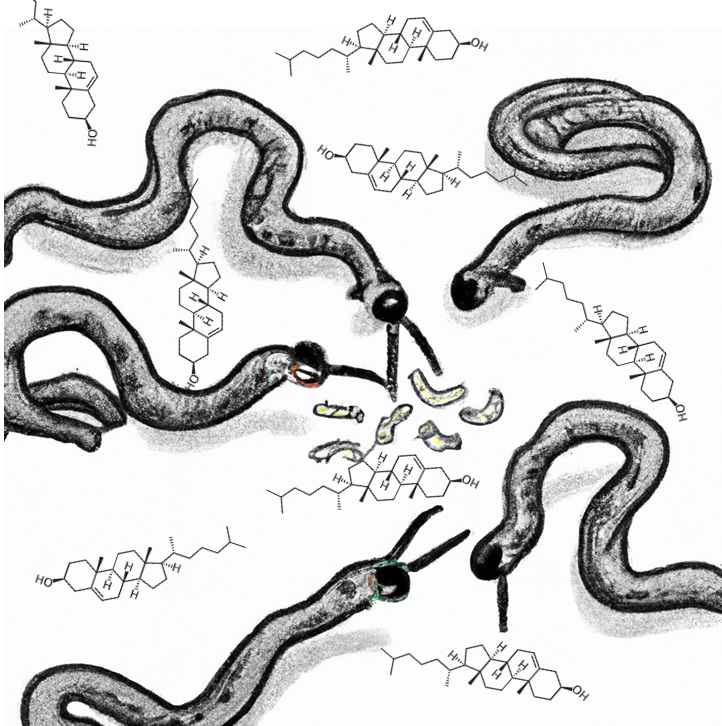 Studying the effects of cannabinoids on a worm, scientists found it ...