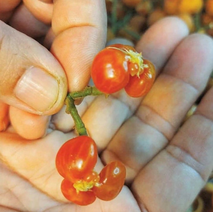 When a Flick of a Finger Rewards You With a Zesty Fruit - The Daily ...