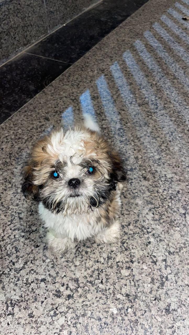 Unleashing Happiness: Essential Dog Parenting Tips | by Palak solanki ...