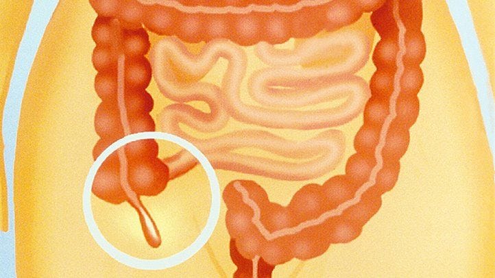 What is the appendix, and what is it used for? | by tashii | Medium