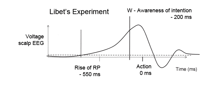Free Will Didn’t Die with Libet: Rethinking Agency as Structure, Not ...
