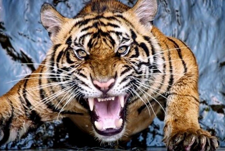 When US soldiers used a TIGER to interrogate enemy detainees. | by ...