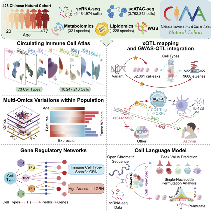 The “Missing Half” of the Immune System: Science Just Published the ...