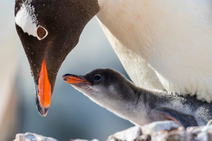 World Penguin Day 2020. Happy World Penguin Day 2020 to… | by Dr. A.J ...