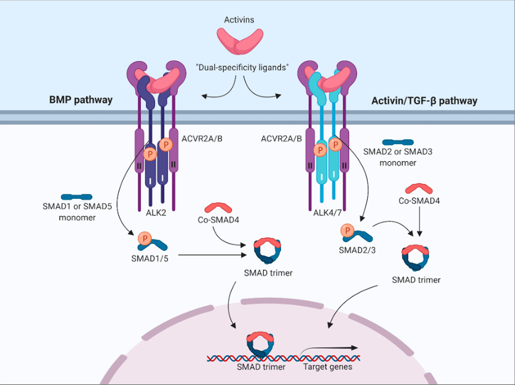 Activin receptor type-2B ACVR2B. Activin receptor type 2B… | by Mabnus ...