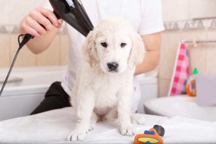 Comprehensive Professional Pet Grooming: Nurturing Health and ...