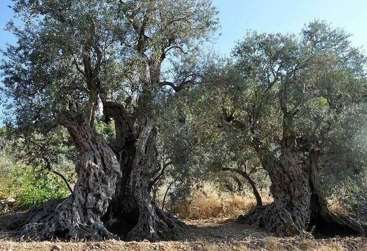 The Oldest Olive Trees.. They witnessed the rise and fall of… | by ...