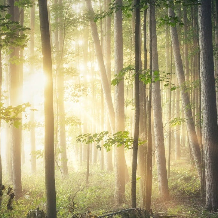 Why we need an International Day of the Forest | by Stella Friberg ...