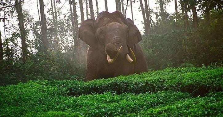 Munnar wildlife: Top unseen wonders in Nilgiri | by Dream Coconut Villa ...