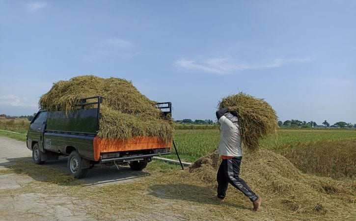 Panduan Lengkap Cara Mengolah Jerami menjadi Produk yang Berguna | by ...