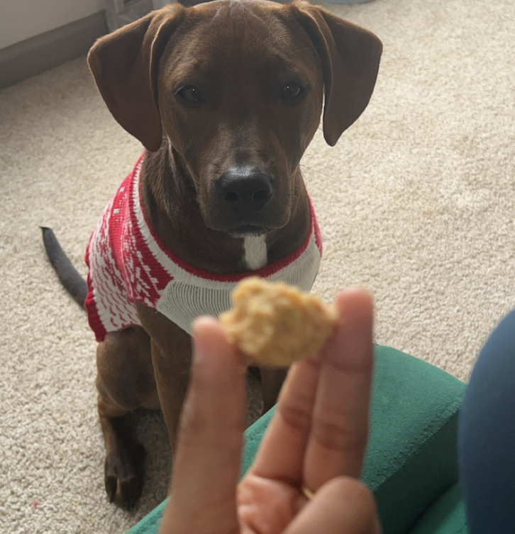 The philosophy of Desire. My dog is one of the happiest beings I… | by ...