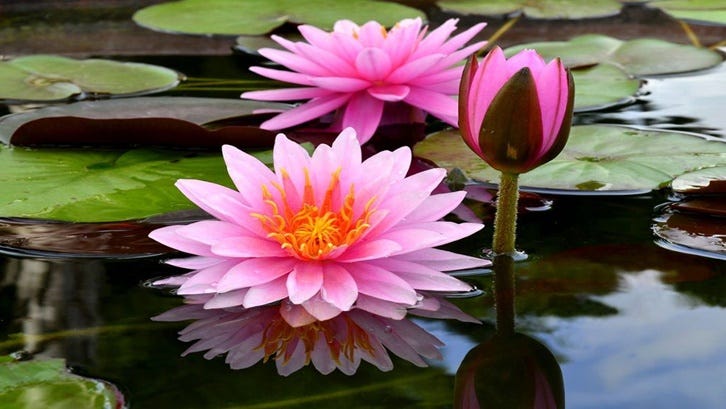 INFO TENTANG BUNGA LOTUS. Bunga Lotus, dengan keanggunan yang… | by ...