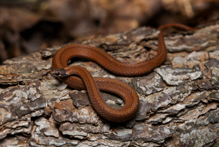 Red Brown Small Snakes