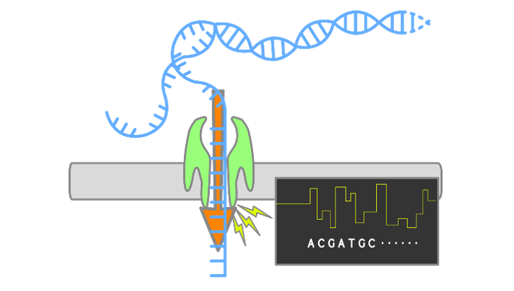 How Nanopore Sequencing Is Revolutionising Biology By Shen Ruililin Medium