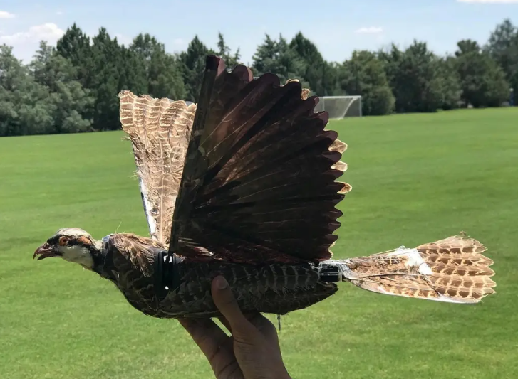 Dead birds will fly as drones? Let’s See it. | by Roger Willium | Apr ...