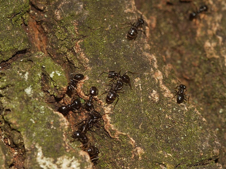 我就爛？談懶螞蟻效應（Lazy Ant Effect） - Andrea Dai - Medium