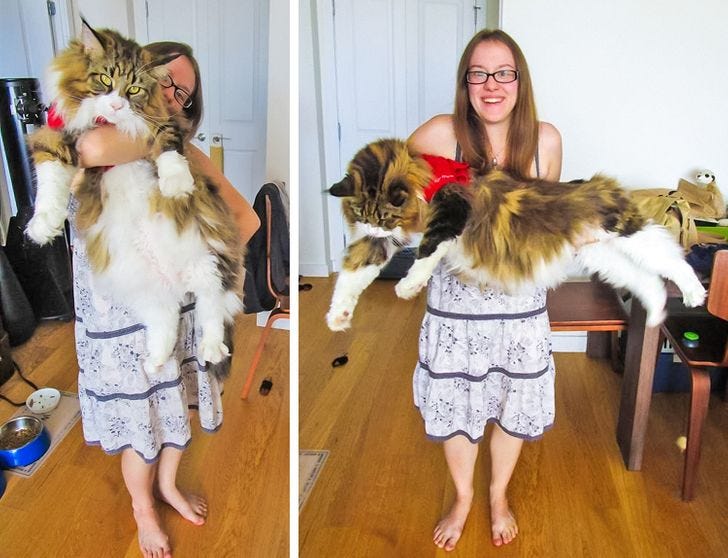 12 Gigantic Cat Breeds We Fell In Love With | by Yassine | Medium