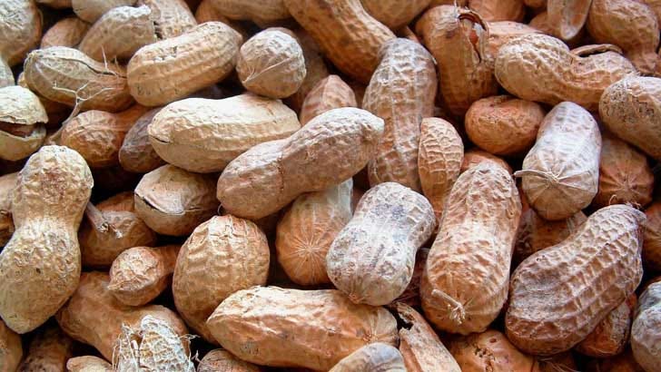 What Does the Word Peanut Mean and Where Did the Peanut Originate? | by ...