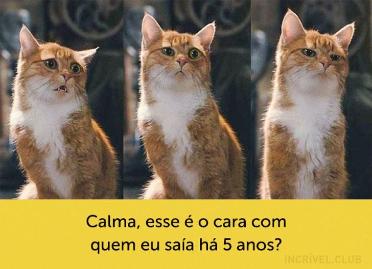 Idioma dos gatos 【como saber o que o gato quer】 | by Shakira Lopes | Medium