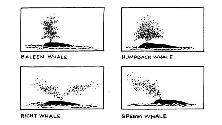 Why Does a Whale Spout? | by Zippy Facts | Medium
