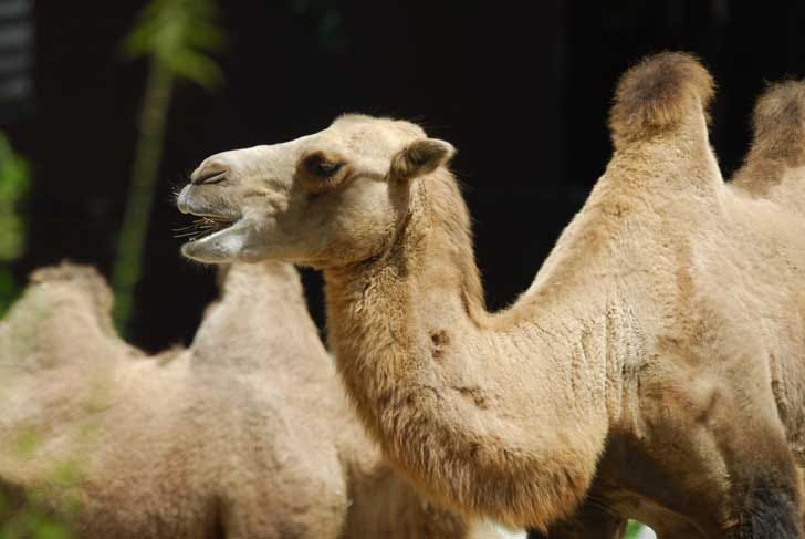 Camels can be pretty fast runners. At the beginning of races, camels ...