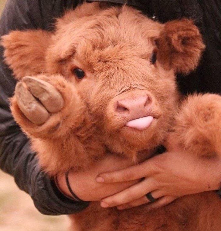 Too Cute Baby Animals