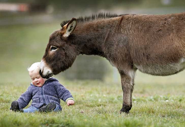 Burro Miniatura. El burro de miniatura es tierno y… | by MASCOTAS EN EL ...