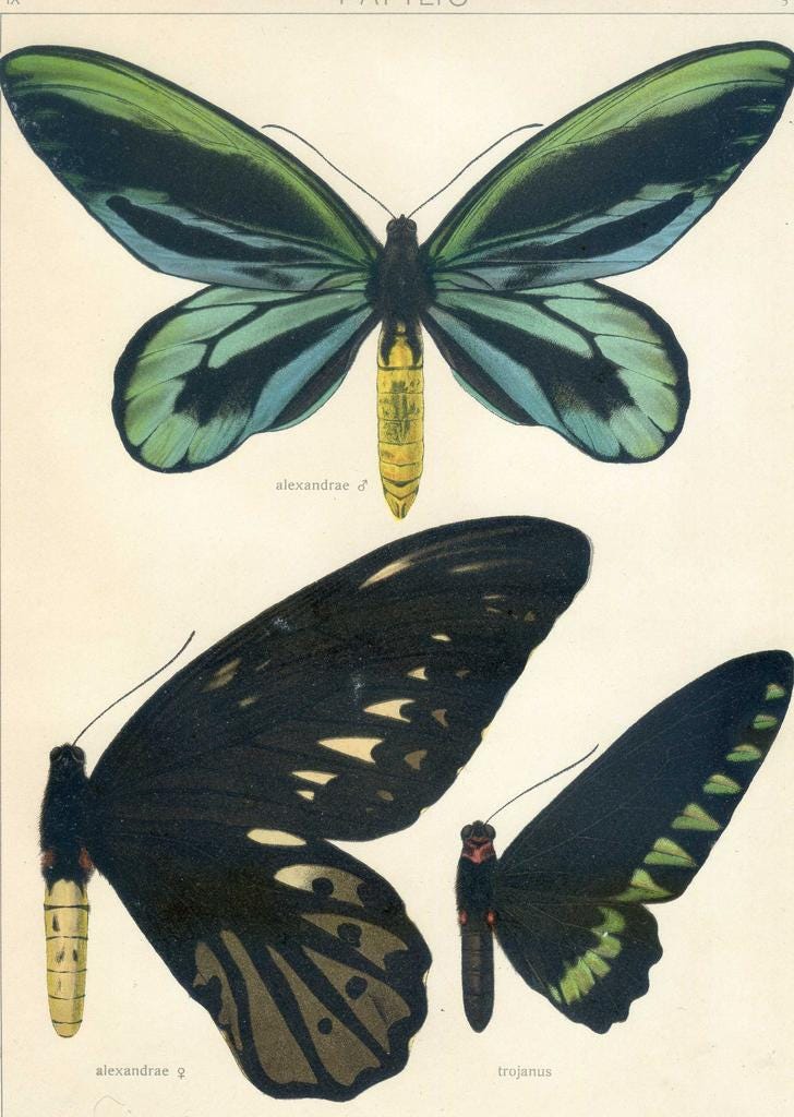 Queen Alexandra’s Birdwing Butterfly | Medium