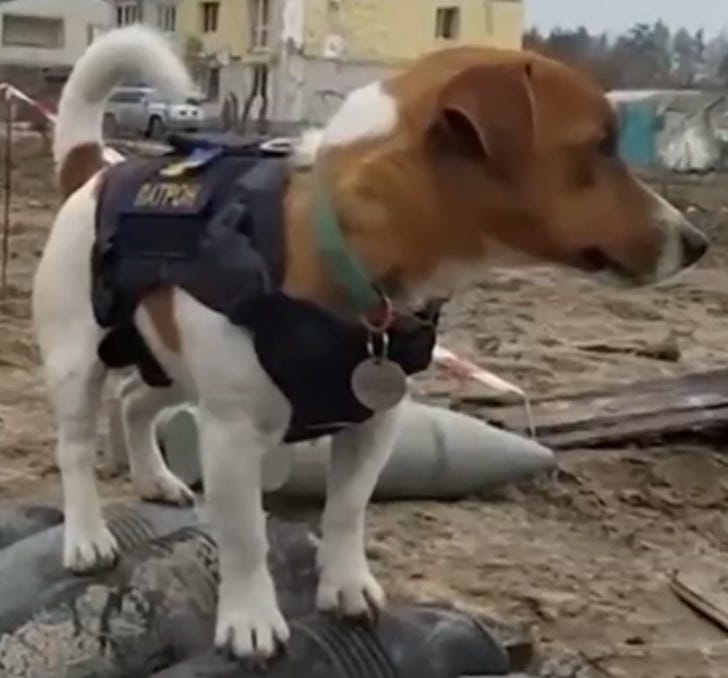 PATRON Doge DAF: The legendary Dogs that saves human lives. | by ...