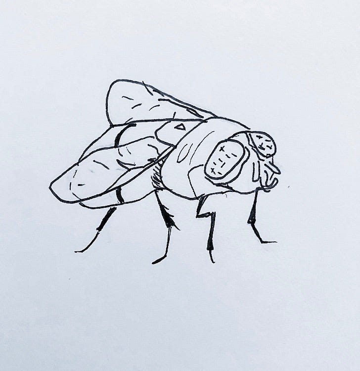 EXCLUSIVE: Interview with the Fly on Pence’s Head | by Shannon H Hayes ...