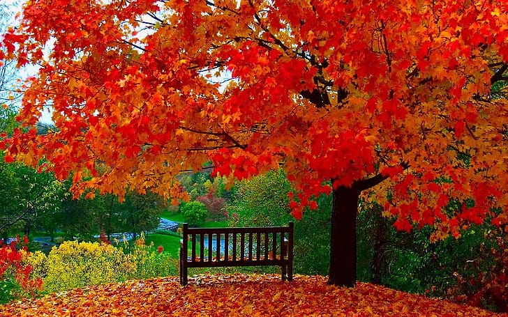 Orange Colour Trees