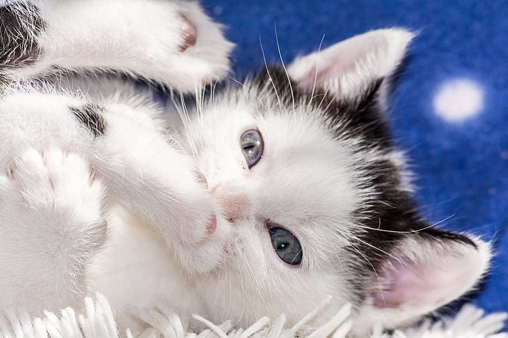 The Kitten Effect. Why Early Days Matter More Than You… | by Kitten ...
