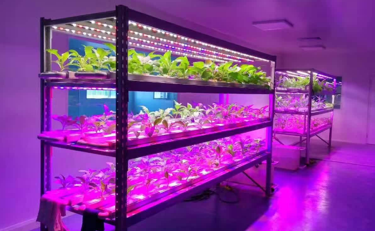 Plant growth lights make your strawberries grow better | by Westland ...