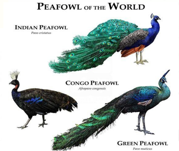 What does the Congo peafowl eat? - Sweeny jane - Medium